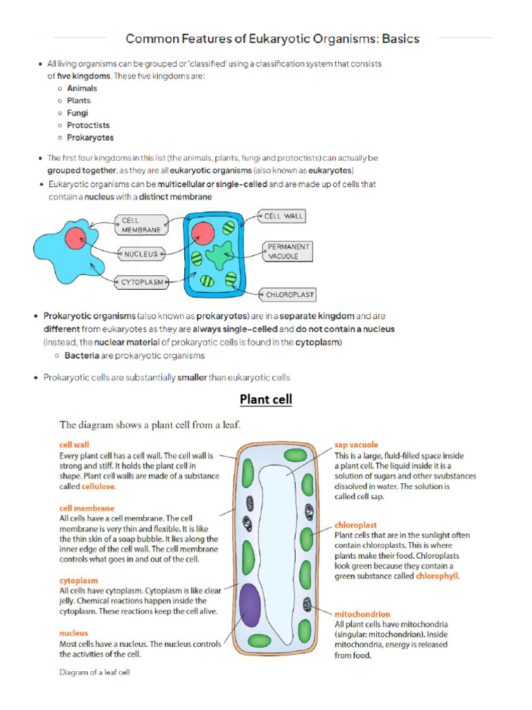 Class 6 Biology 4 Plant - and - Animal - Cell | PDF | Wellness ...