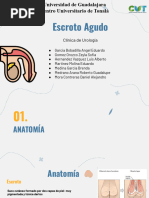 Anatomía del Escroto y Testículos | PDF | Testículo | Especialidades ...