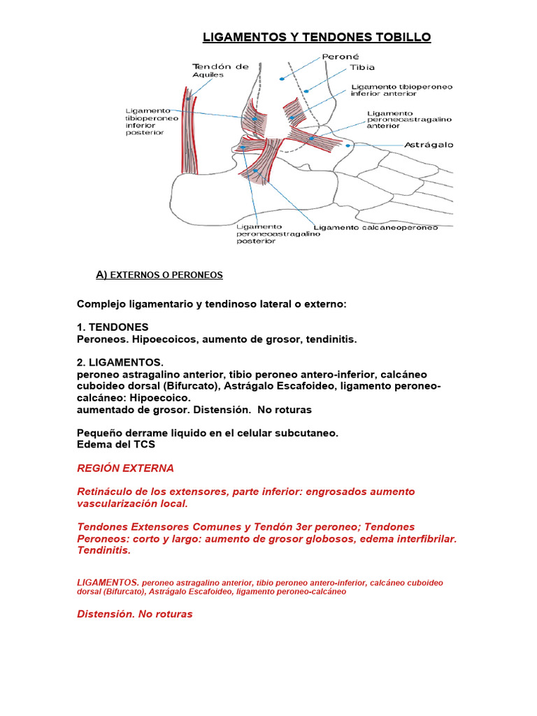 Tobillo Ligamentos y Tendones | PDF