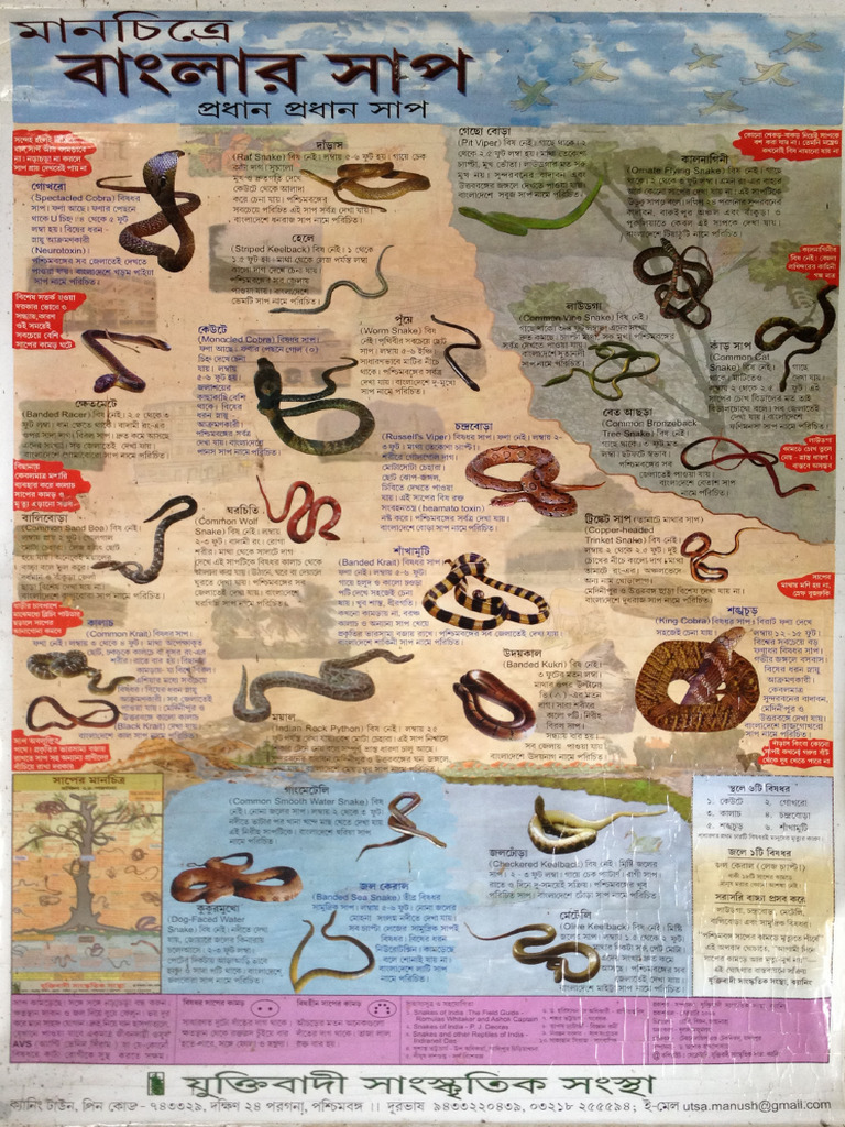 Snakes of Bengal | PDF