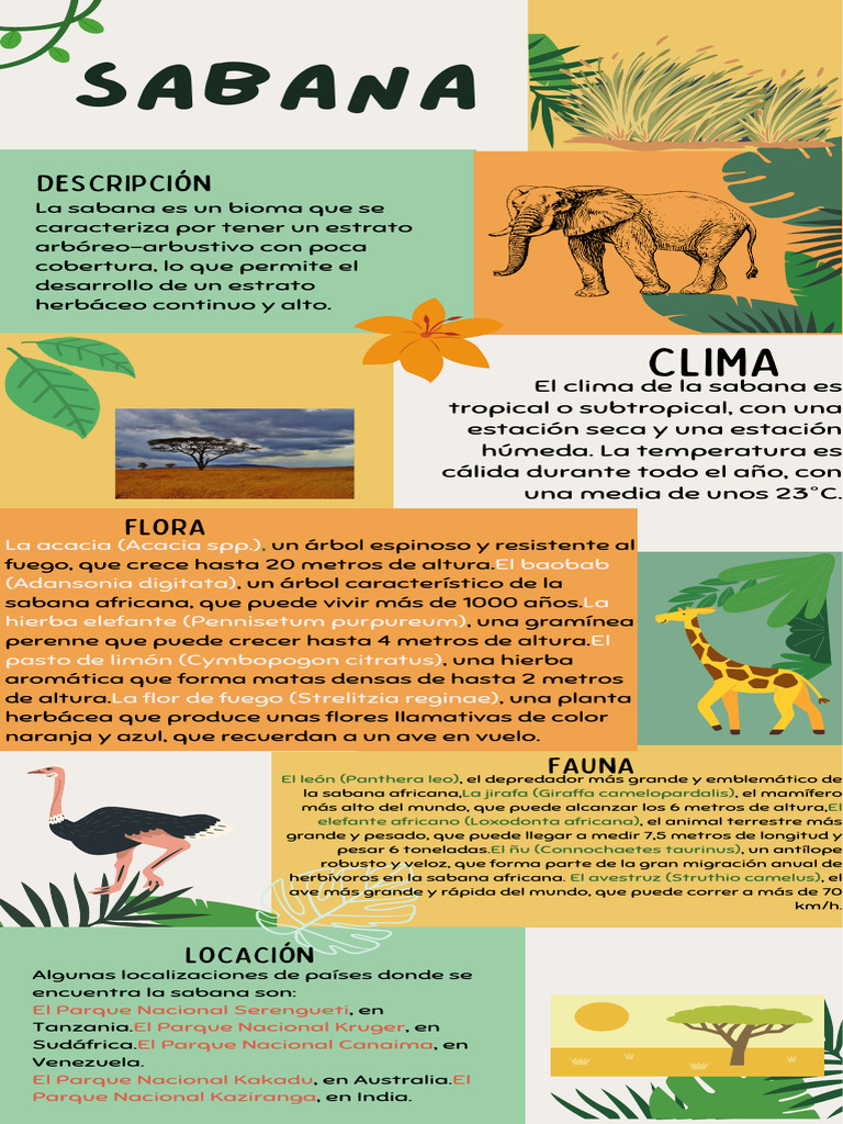 Sabana Infografia | PDF | Sabana