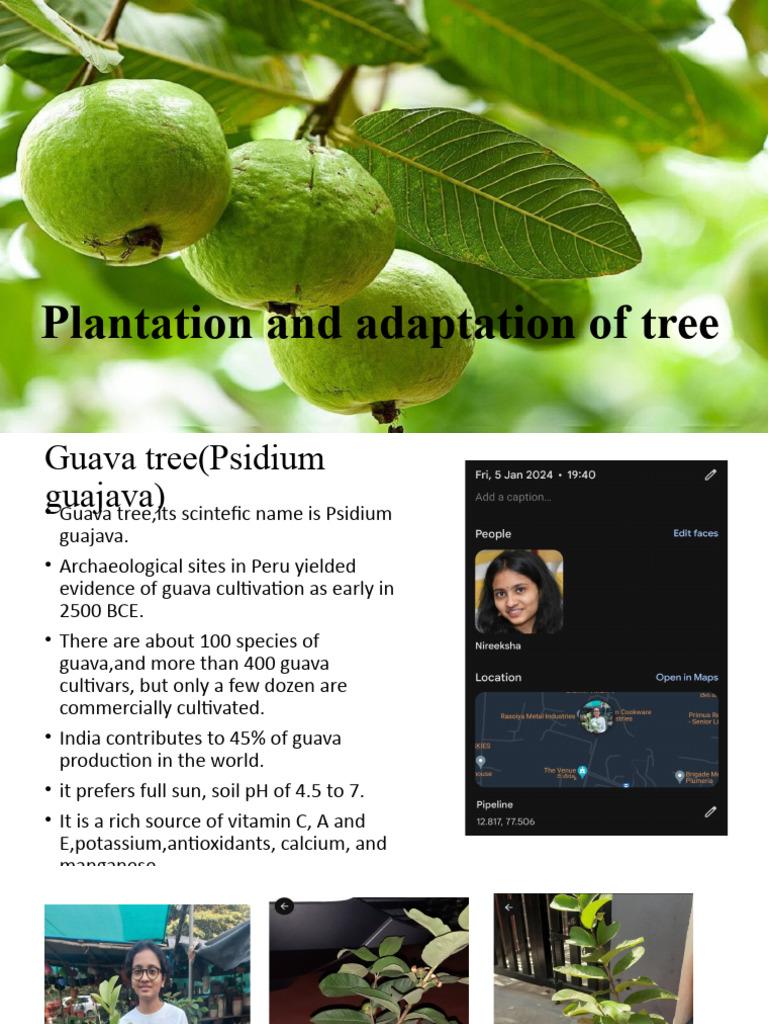 Nireeksha | PDF | Manure | Turmeric