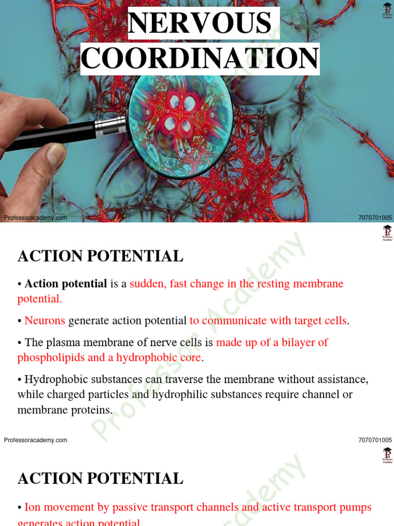 Nervous Coordination | PDF | Cerebrum | Spinal Cord