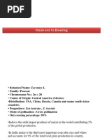 Anatomy of Zea Mays: Structure Overview | PDF | Plant Stem | Maize
