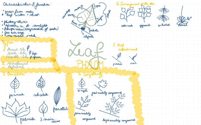 Biology - Plants 4 | PDF | Leaf | Branches Of Botany
