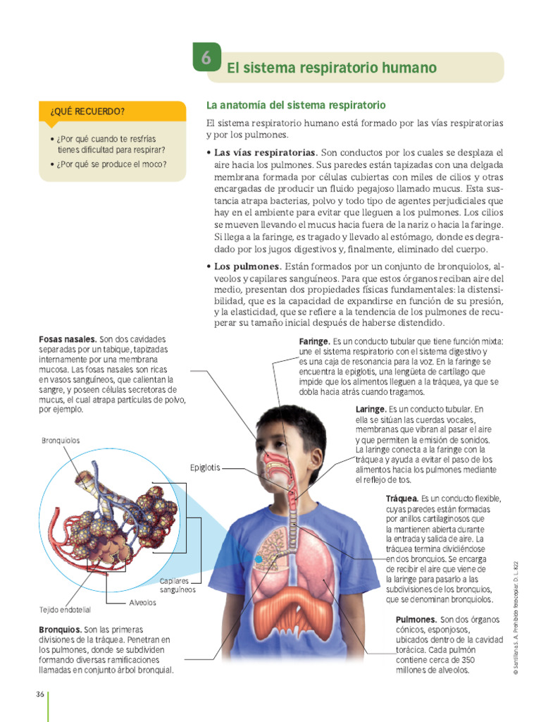 S3-U4-2do-El Sistema Respiratorio Humano | PDF | Pulmón | Sistema respiratorio