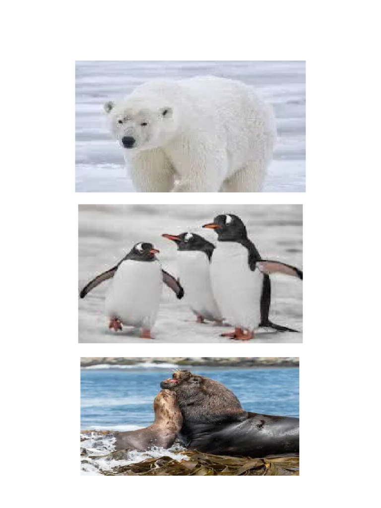 Animal Picture | PDF