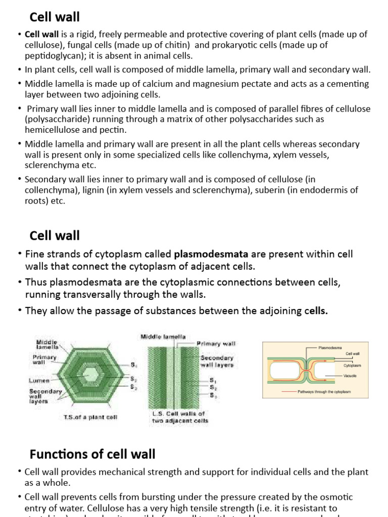 Cell Wall, Cell Membrane | Download Free PDF | Cell Membrane | Cell Wall