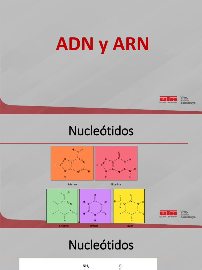 1.3 ADN y ARN | PDF | Adn | Rna