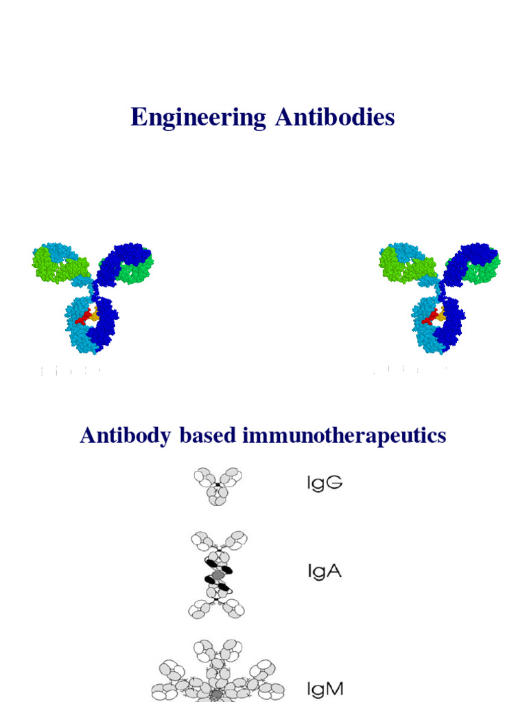 Engineering Antibodies | PDF | Antibody | Immunogenicity