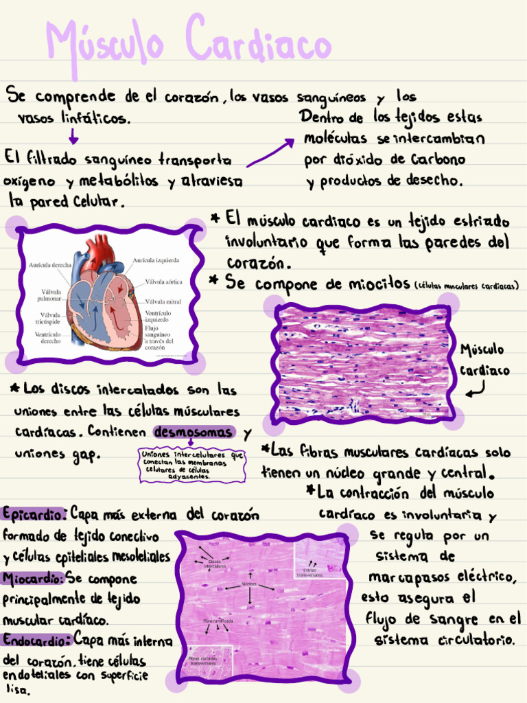Músculo Cardiaco | PDF | Corazón | Músculo