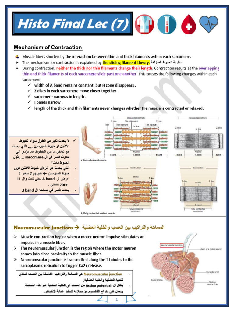 Histo Final Lec 7 | PDF