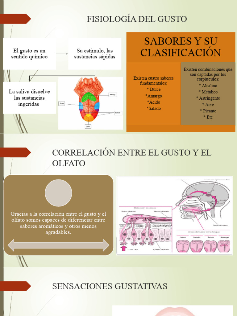 Fisiología del sentido del gusto | PDF | Gusto