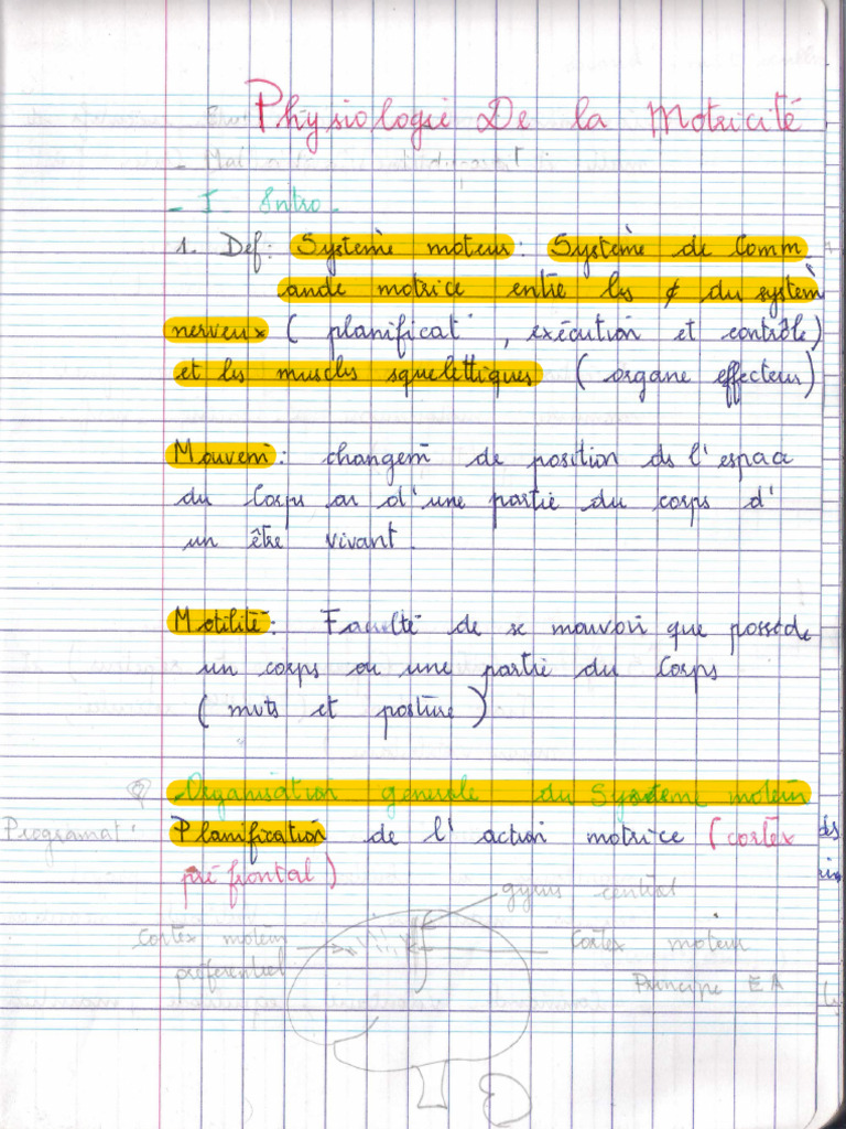 Physiologie de la motricité | PDF