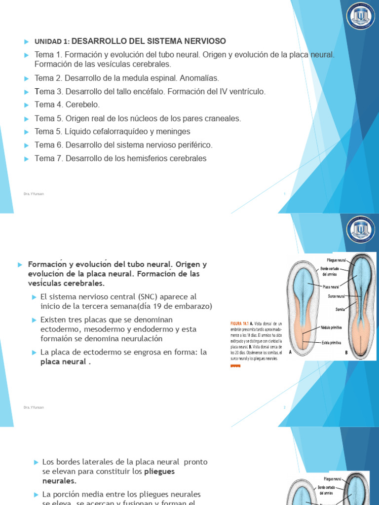 Unidad_1_Embriología_del_sistema_nervioso_43f9d80_240627_063531 | PDF ...