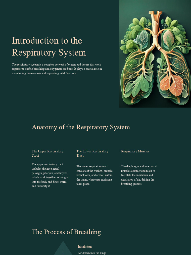 Introduction To The Respiratory System | PDF | Respiratory Tract ...