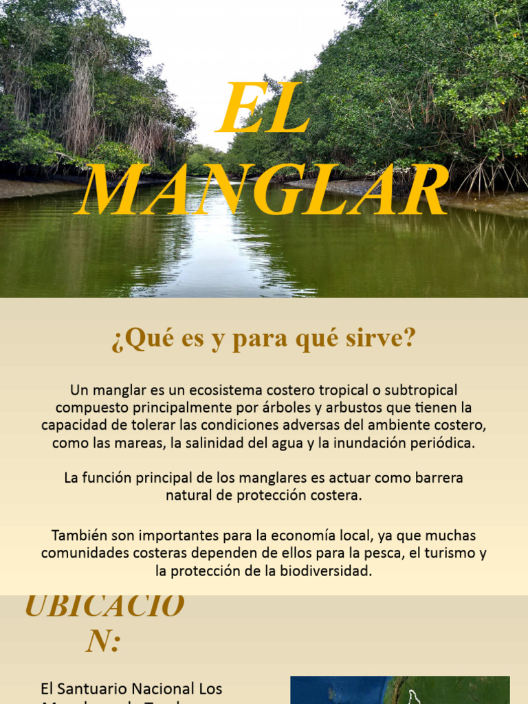 EL MANGLAR - R.Q.A | PDF | Ciencia y matemáticas