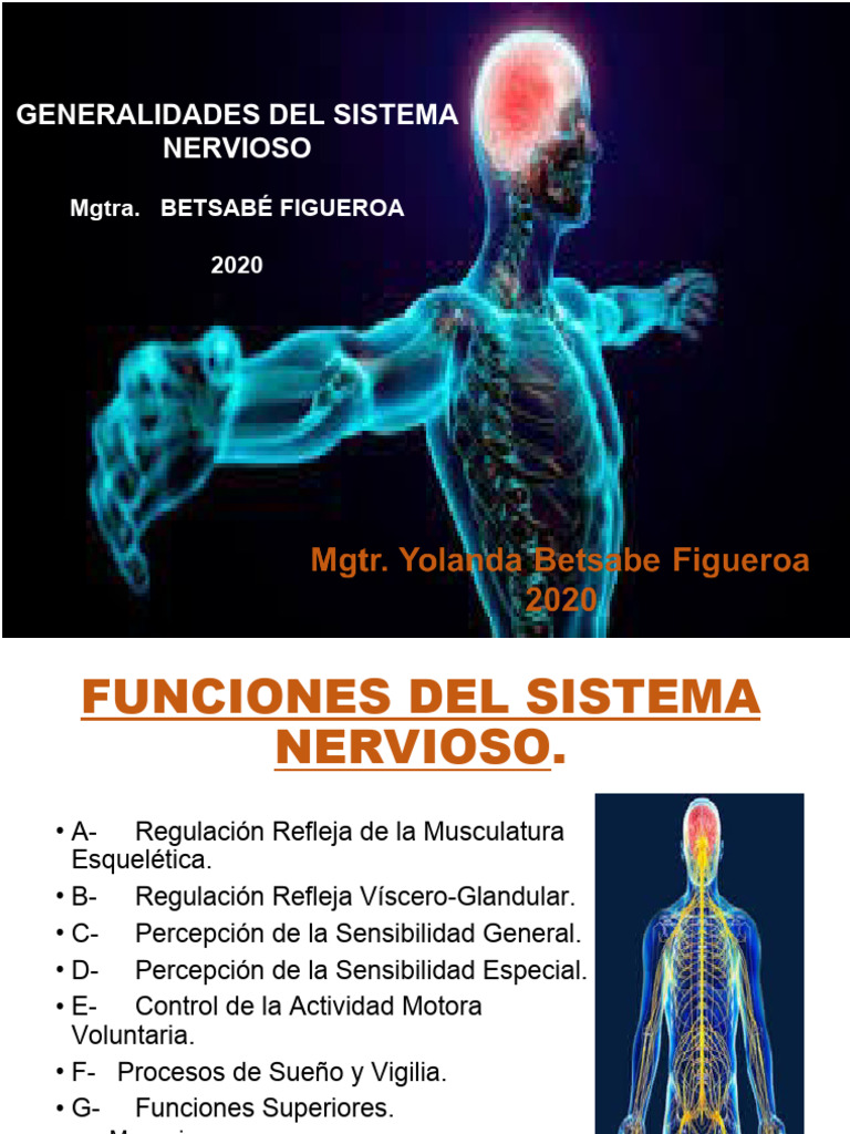 Generalidades Del Sistema Nervioso | PDF | Sistema nervioso | Cerebro