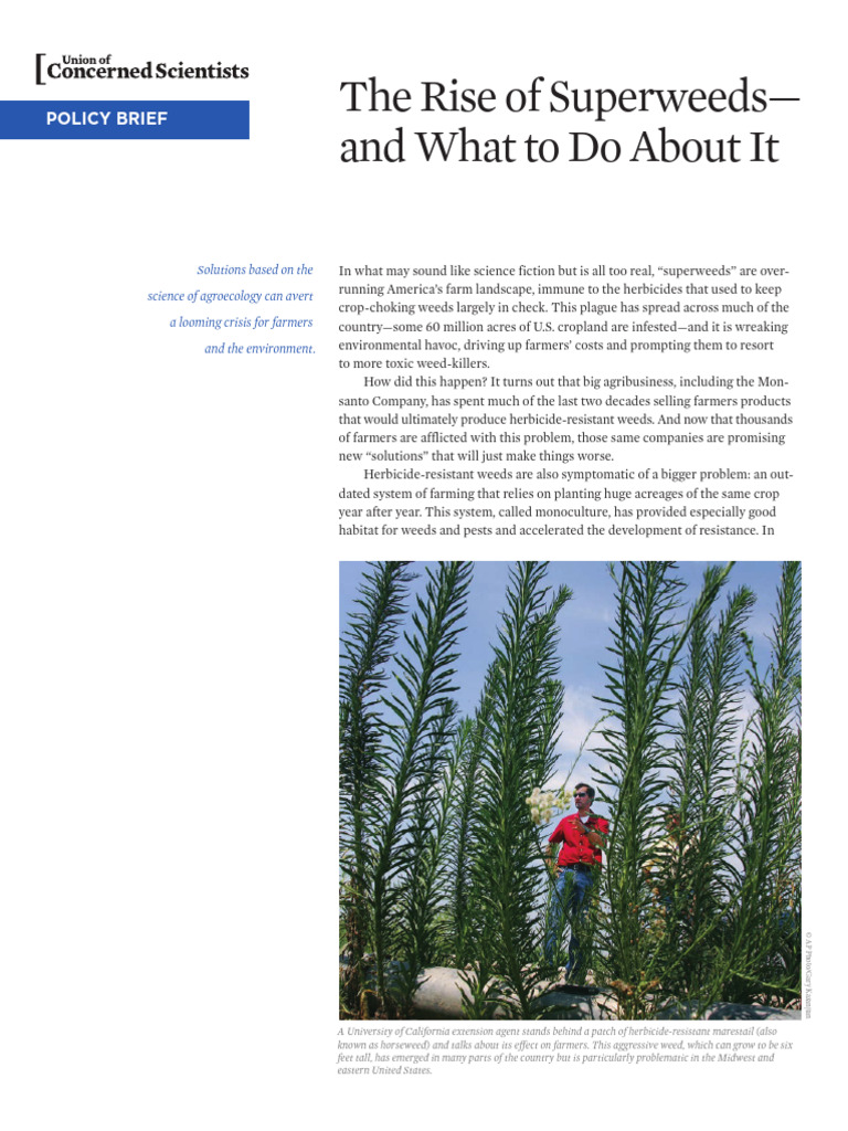 Rise of Superweeds | PDF | Herbicide | Weed