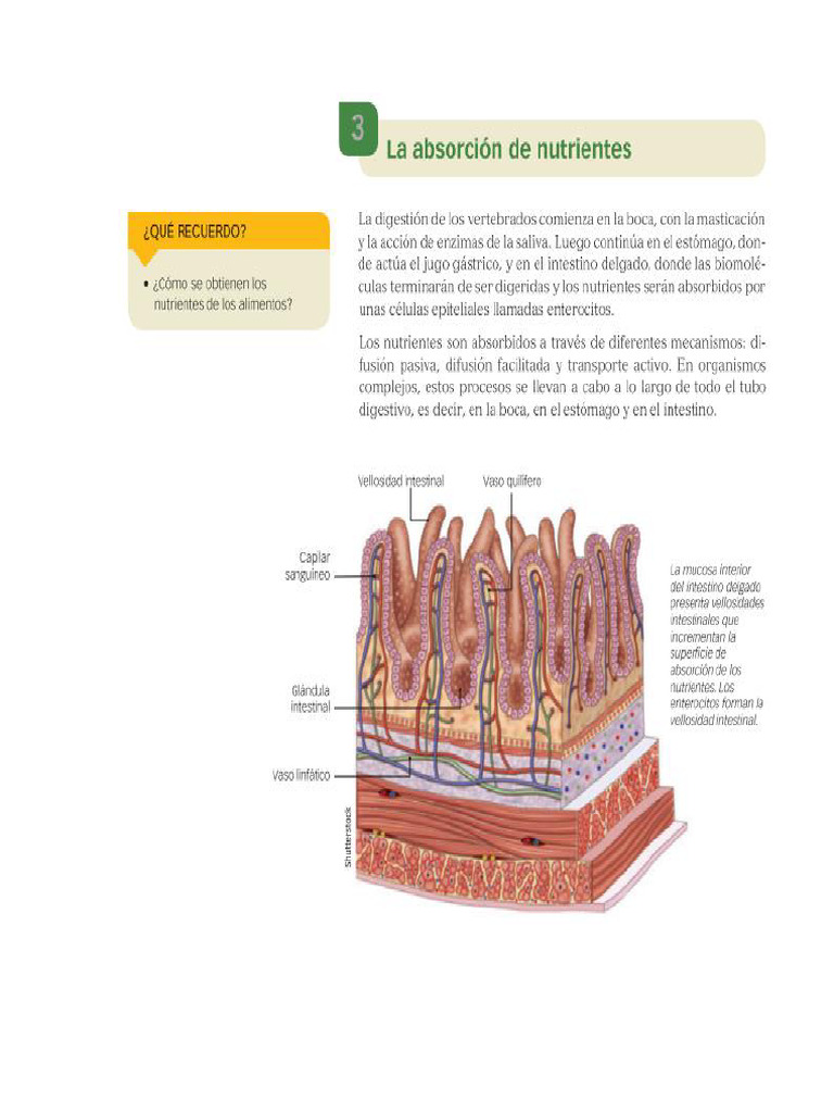 Absorción de Nutrientes | PDF