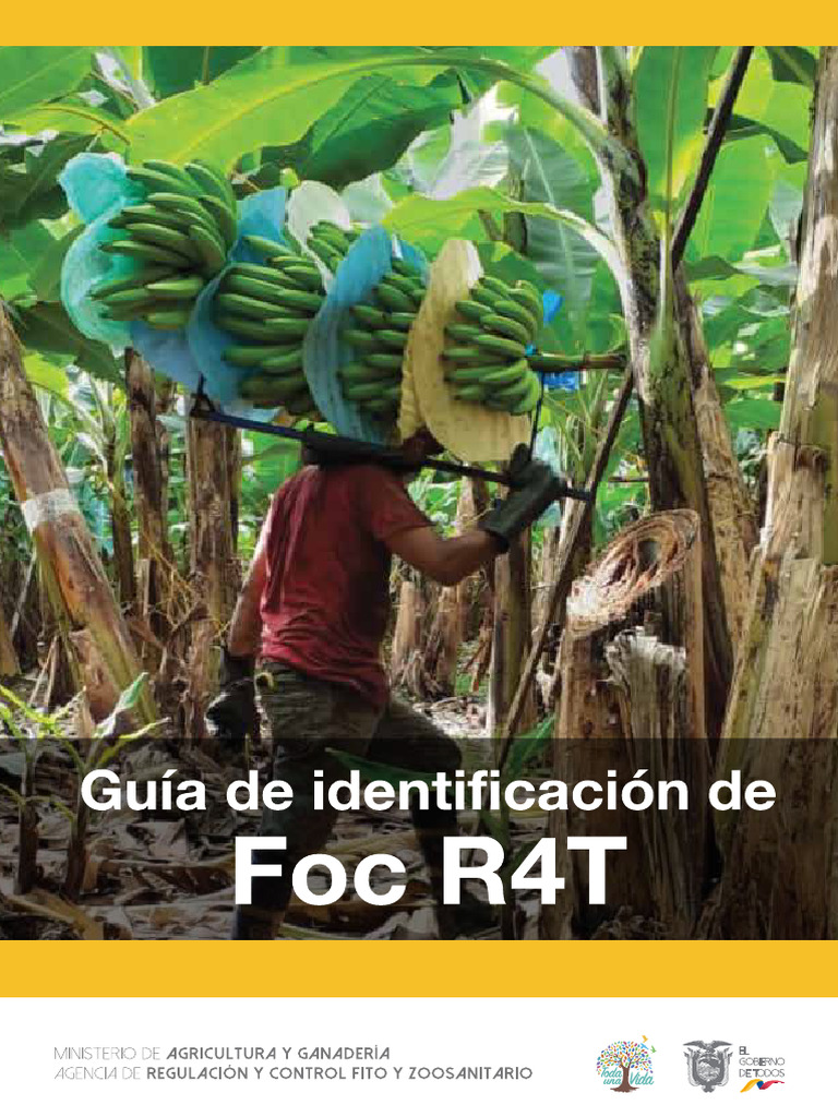 FocR4T | PDF
