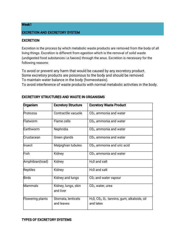 Ss2 Biology | PDF | Genitourinary System | Kidney