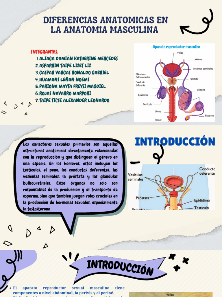 Anatomía del Aparato Reproductor Masculino | PDF | Próstata | Testículo