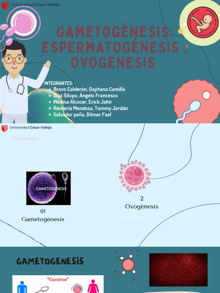 GAMETOGÉNESIS | PDF | Sistema reproductivo | Procesos biologicos
