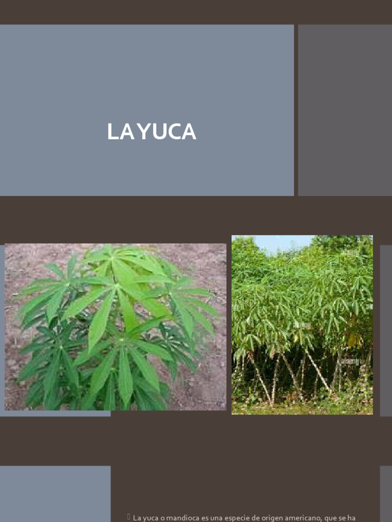 La Yuca | PDF | Fertilizante | Agricultura