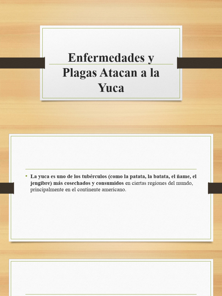 Enfermedades y Plagas de la Yuca | PDF | Cosecha | Hoja