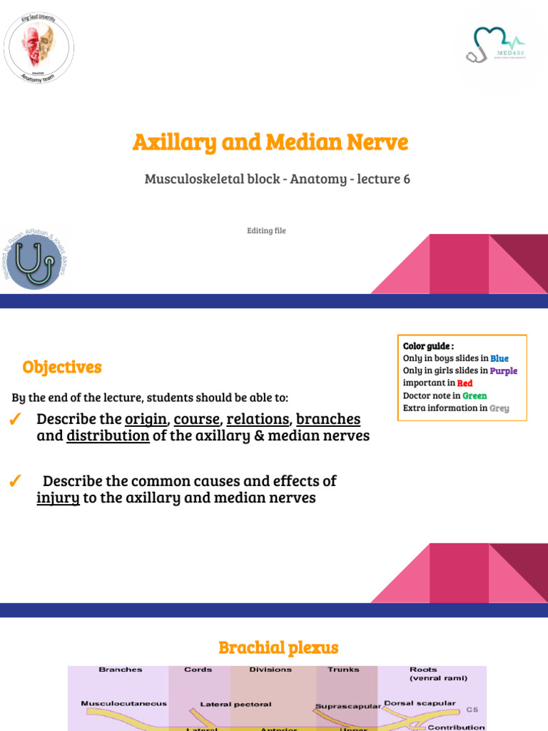 Lecture (6) Axillary & Median Nerve | PDF | Hand | Arm