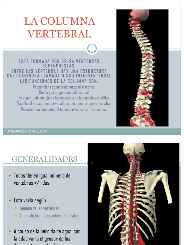 LACOLUMNAVERTEBRAL | PDF | Vértebra | La columna vertebral