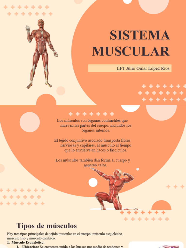 Tipos y Funciones del Sistema Muscular | PDF | Músculo | Corazón