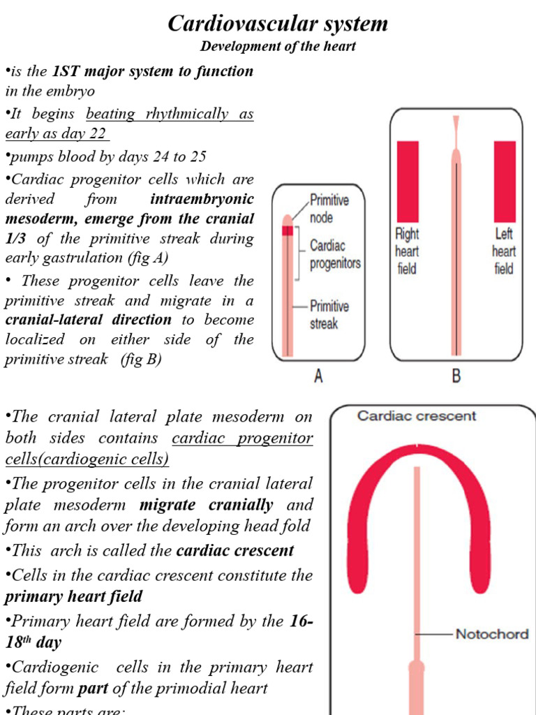Systemic Embryology Cvs DR Ogedengbe-1 | PDF | Atrium (Heart) | Heart
