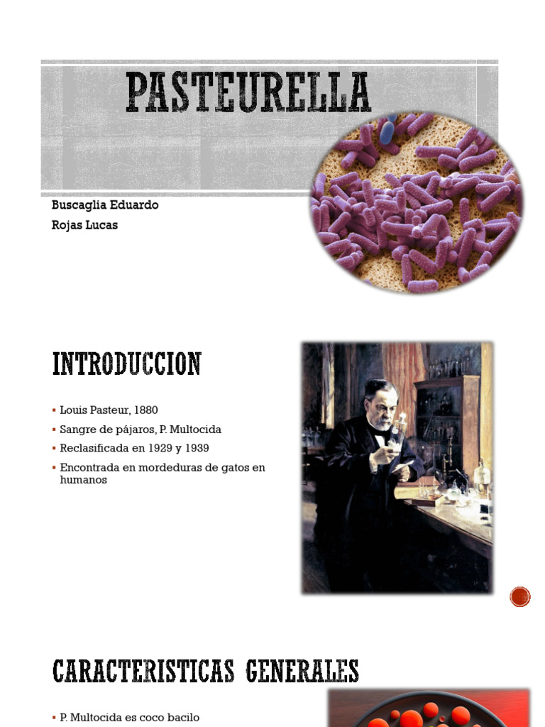 Genero Bacteriano Pasteurella | PDF | Las bacterias | Lipopolisacárido