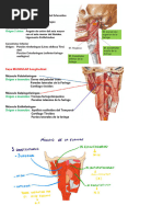 Musculos - Faringe | PDF | Cabeza y cuello humanos | Anatomía humana