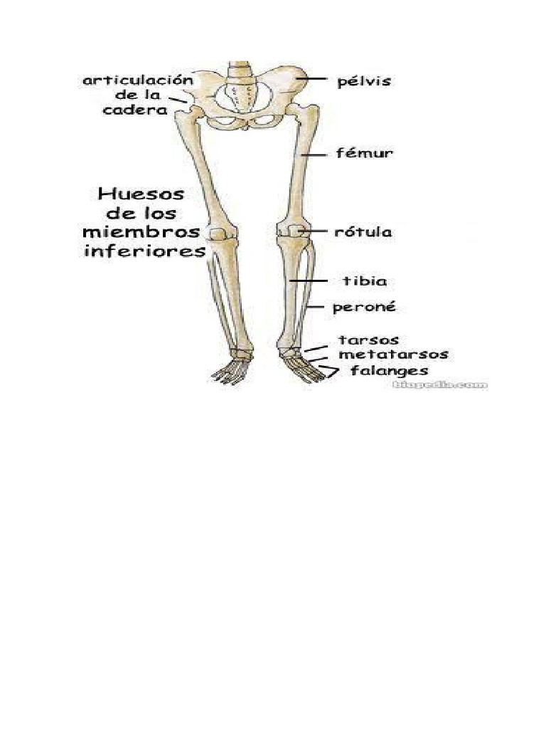 Huesos Pdf