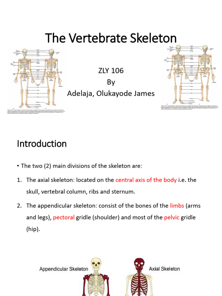 Sawfish Skeleton Overview | PDF | Vertebra | Thorax