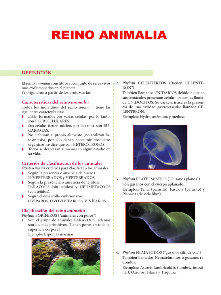 4to. TEMA. Reino Animalia | PDF | Zoología | Biología