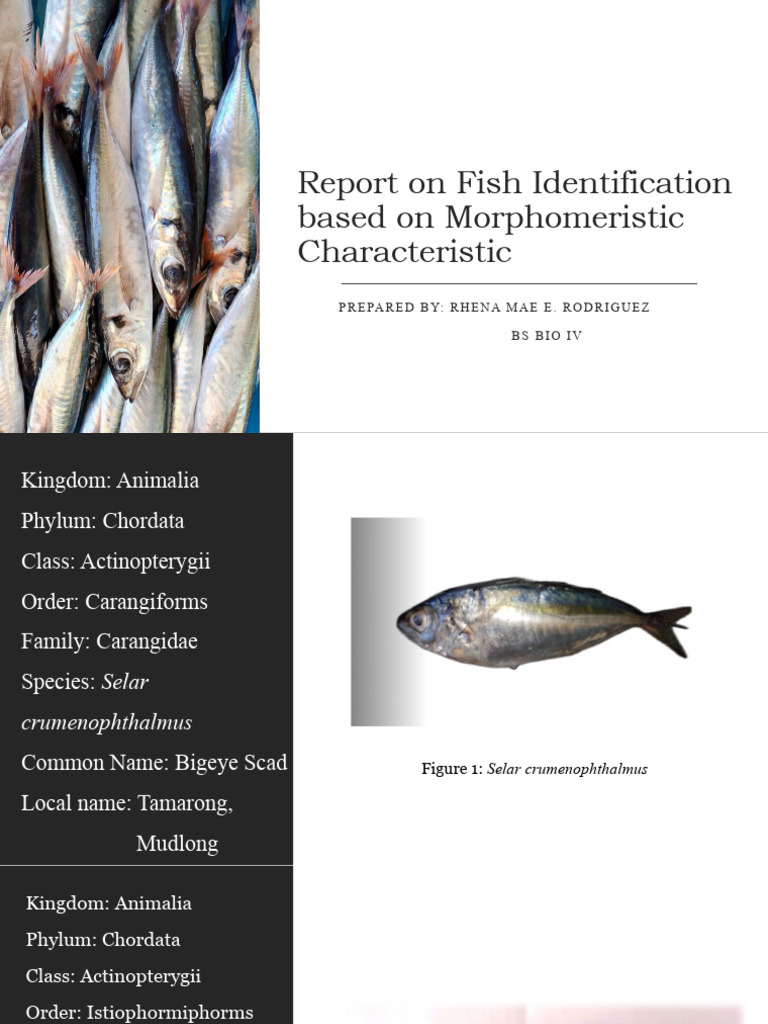 Fish Report | PDF | Fish