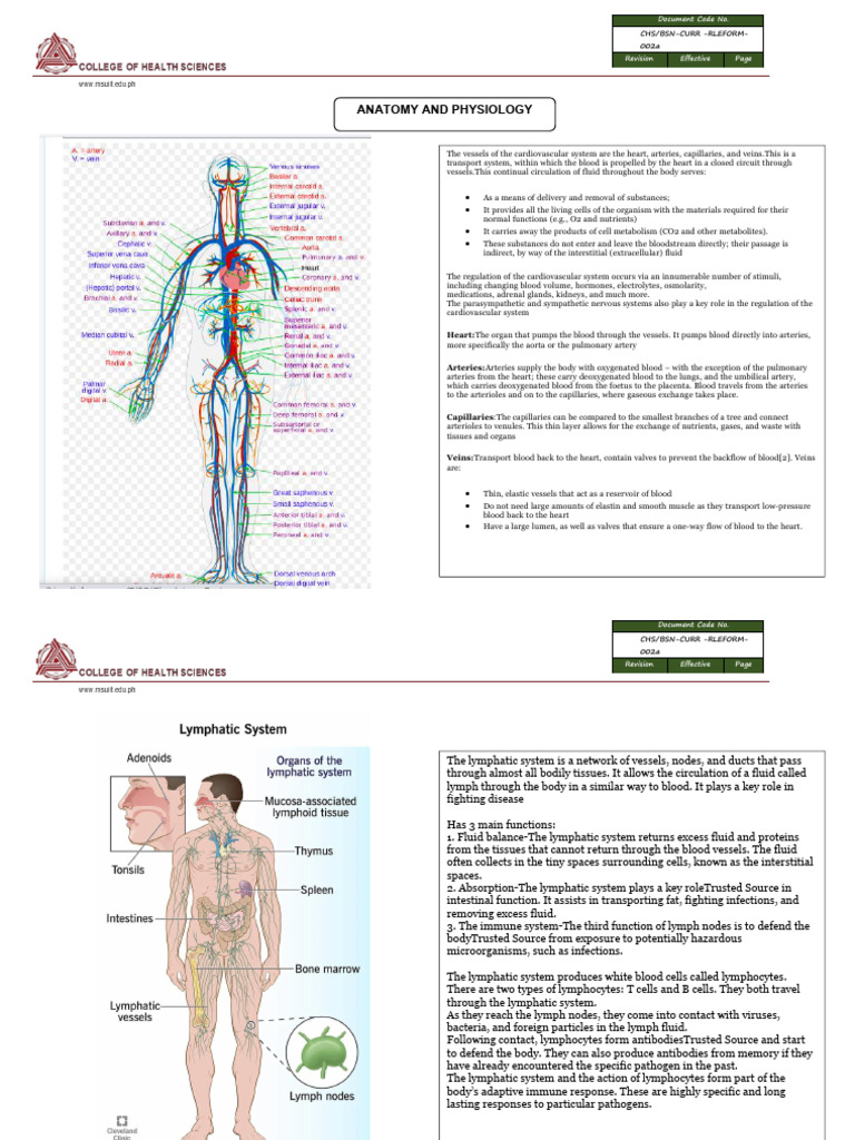 002a ANATOMY AND PHYSIOLOGY (1) | PDF | Lymph | Haematopoiesis