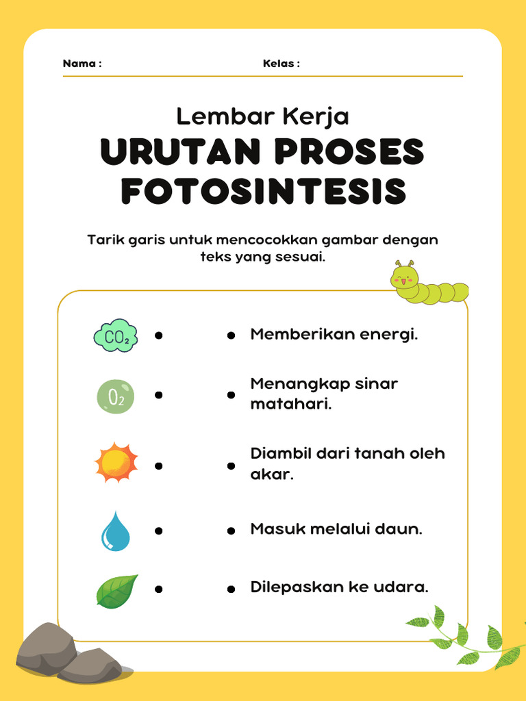 Lembar Kerja Urutan Proses Fotosintesis Tumbuhan Biologi Hijau Kuning ...