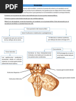 El Colículo Superior | PDF | Anatomía humana | Neurociencia