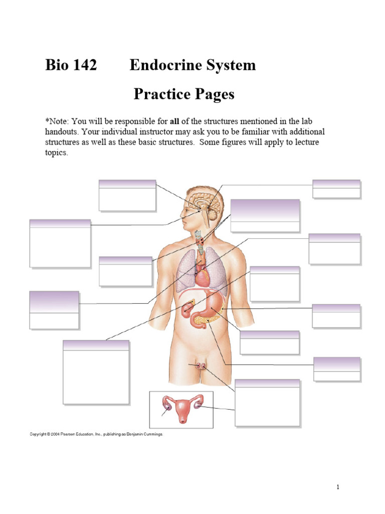 Ch 18 Practice Pages_Endocrine System | PDF