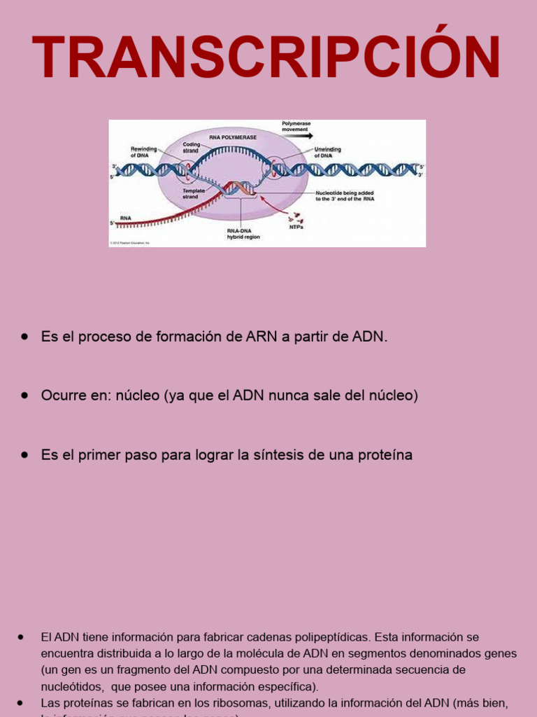 TRANSCRIPCION | PDF | Rna | Adn