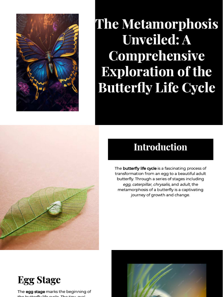 Butterfly Life Cycle Explained | PDF | Butterfly | Pupa