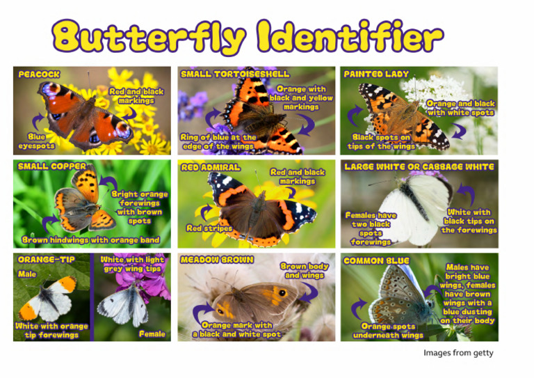 Butterfly Names Cbeebies Butterfiy Identifier Uk | PDF