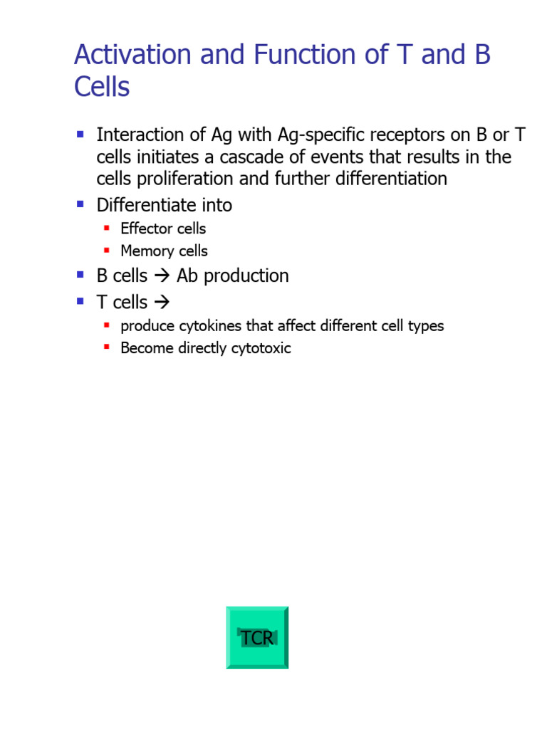 Activation and Function of T and B Cells IR | PDF | T Helper Cell | T Cell
