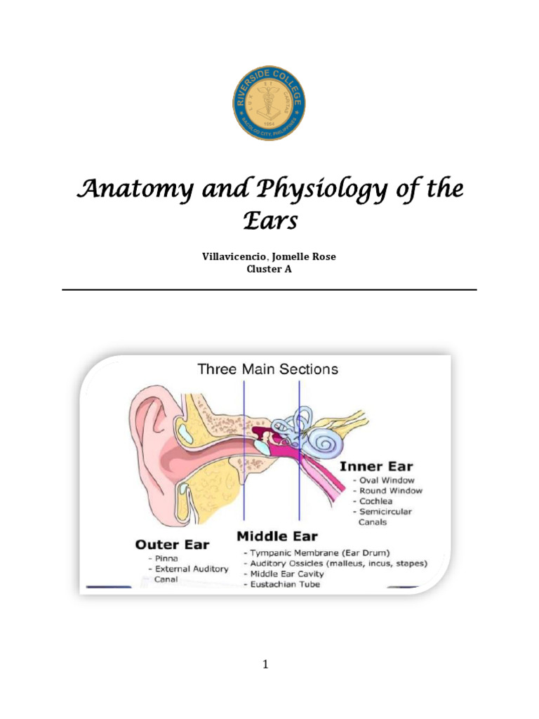 (Recall and Review) Anatomy and Physiology of The Ears | PDF | Ear | Anatomy