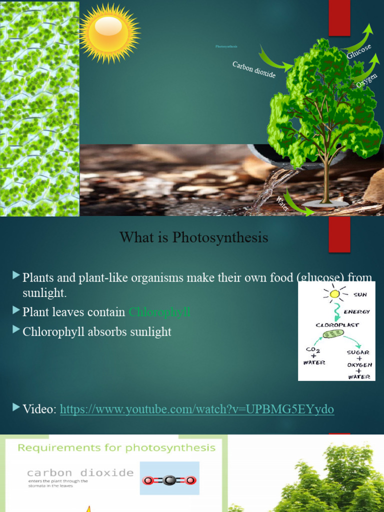 Photosynthesis | PDF | Photosynthesis | Plants